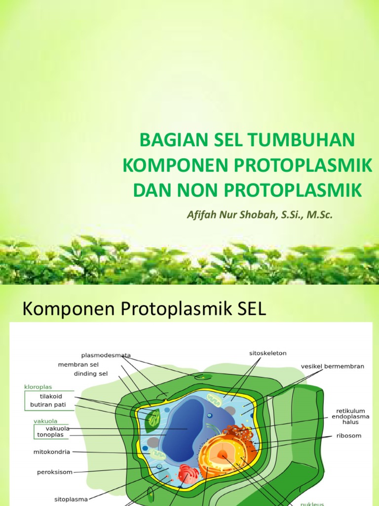 Komponen Sel Tumbuhan: Protoplasmik & Non-Protoplasmik | PDF | Sains ...