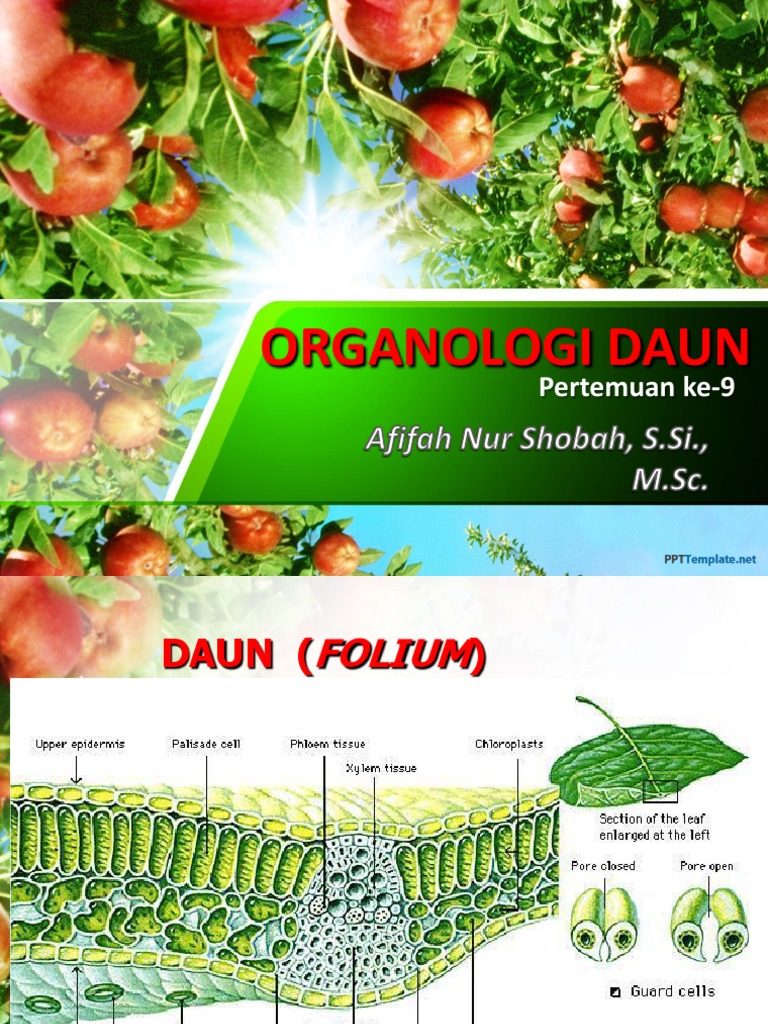 Daun | PDF