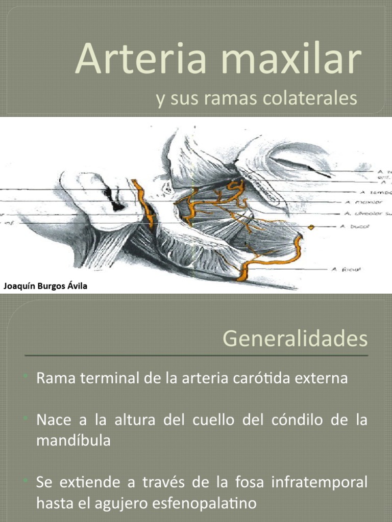 Arteria maxilar | PDF