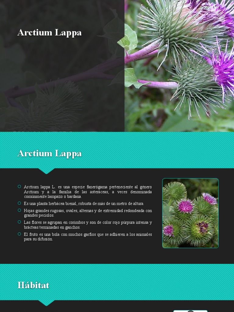 Arctium Lappa | PDF | Hogar, jardinería y bricolaje | Salud y bienestar