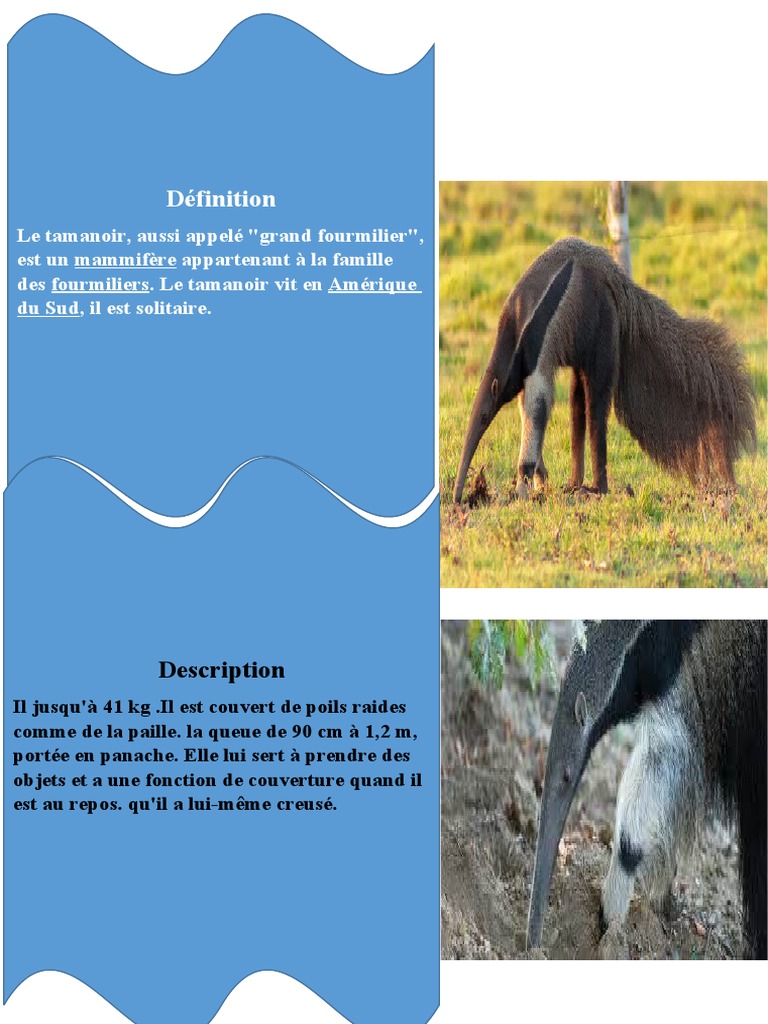 Tamanoir : caractéristiques et habitat | PDF