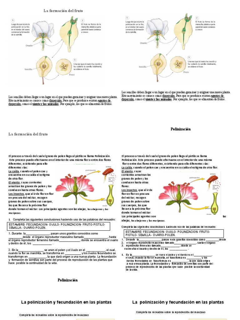 La Formación Del Fruto | PDF