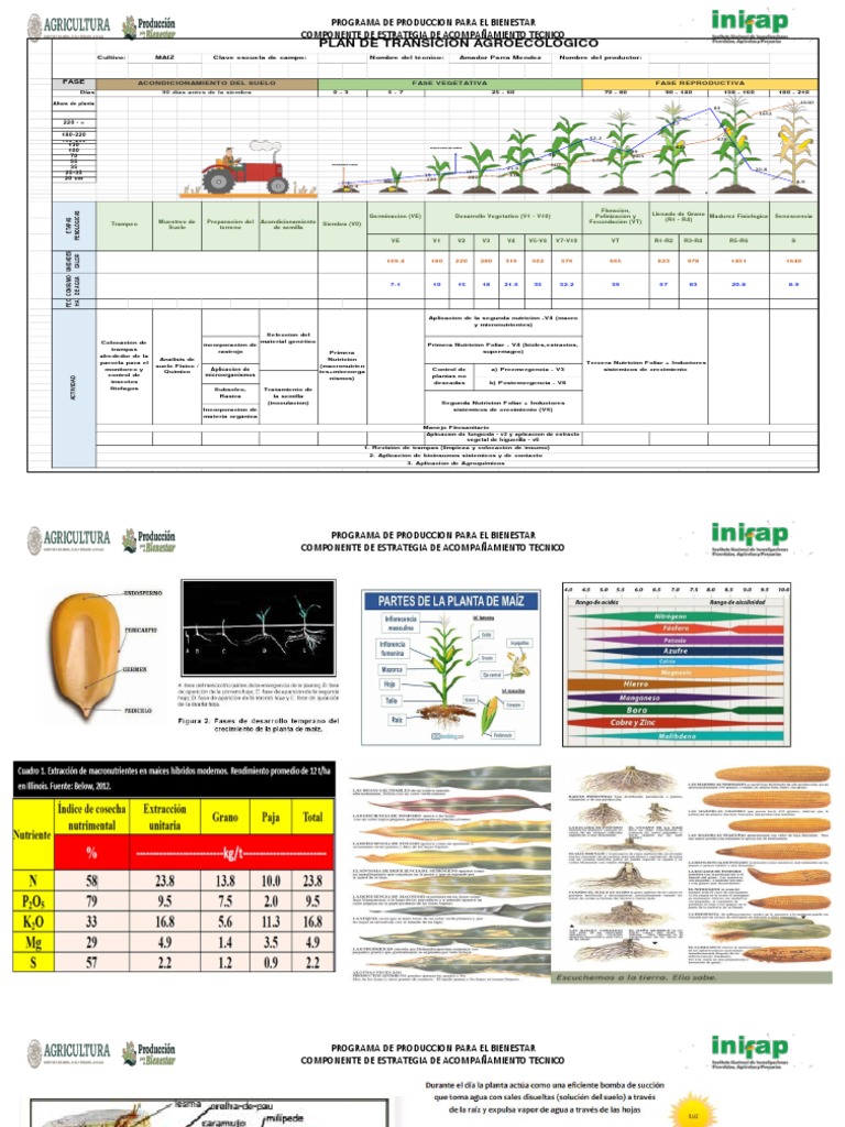 Presentacion Del Ciclo Fenologico Del Maiz 2022 | PDF | Plantas | Botánica