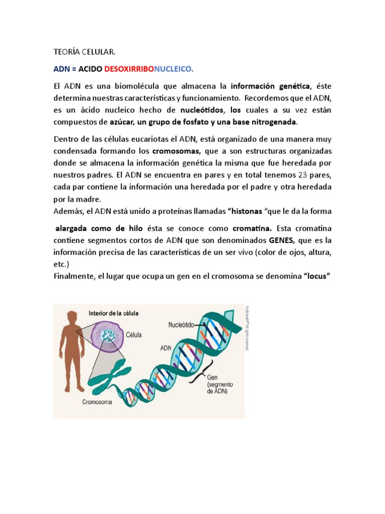 Introducción al ADN y su Estructura | PDF | Ciencia y matemáticas