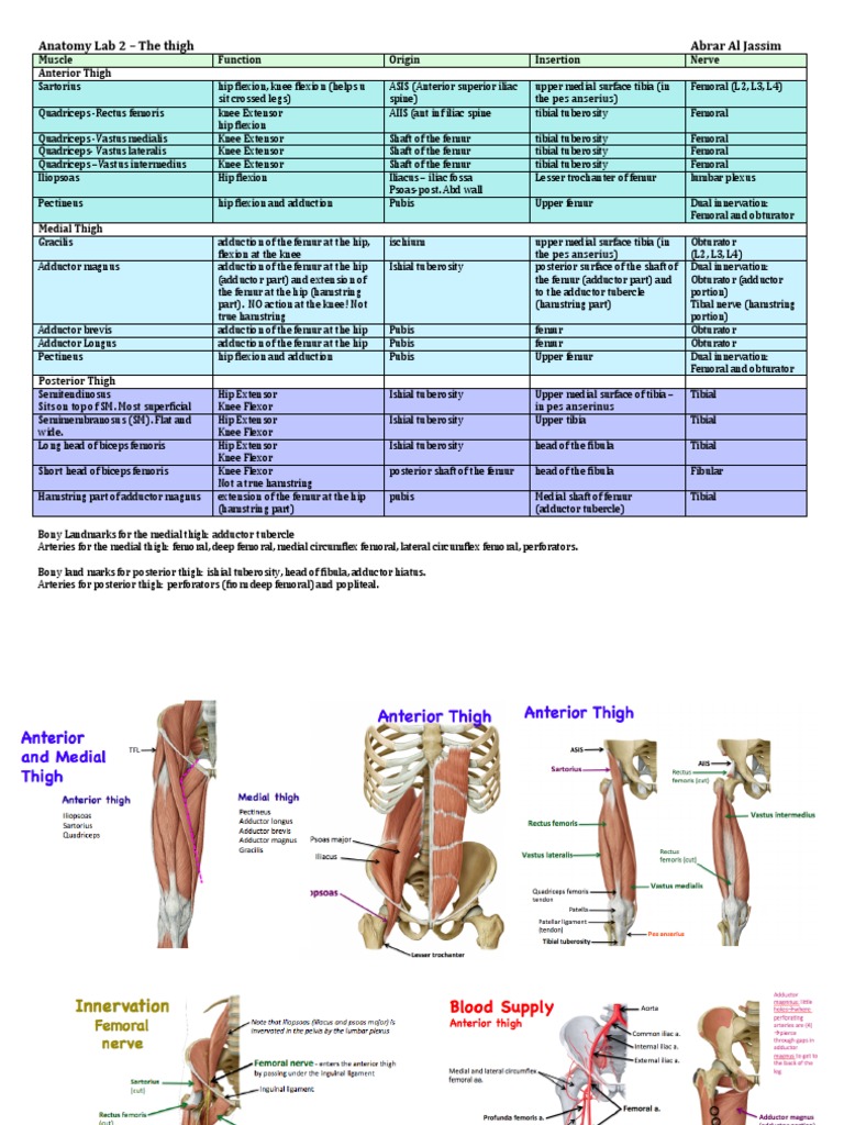 Anatomy Labs Lower - Limb | PDF | Human Leg | Foot