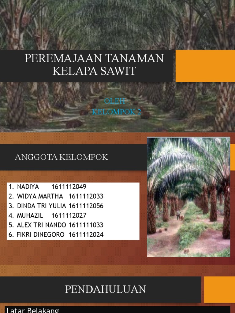 Proses Peremajaan Kelapa Sawit | PDF