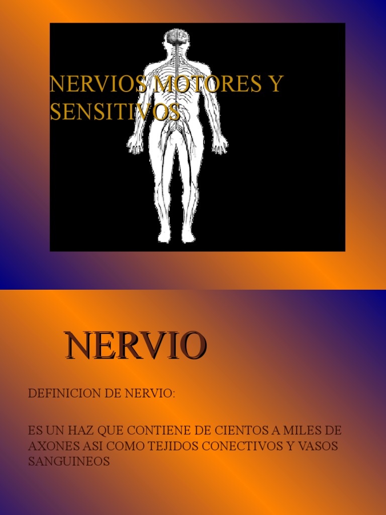 Nervios Motores y Sensitivos | PDF | Anatomía | Neuroanatomía
