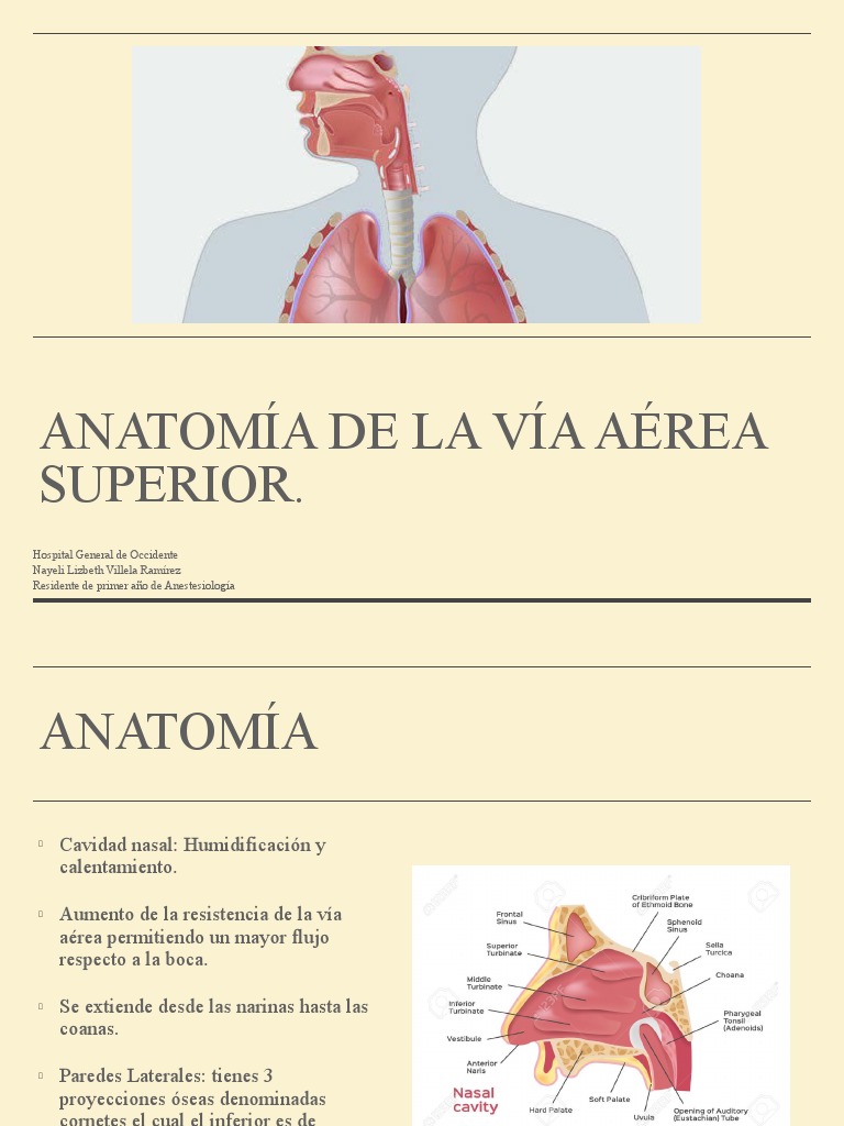 Anatomía de la vía aérea superior 2 | PDF
