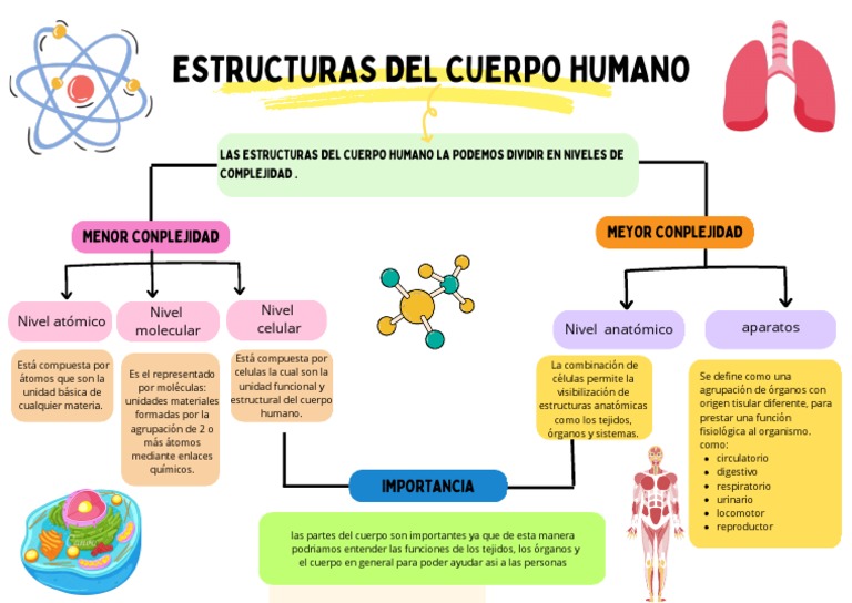 Organizador | PDF | Cuerpo humano | Moléculas