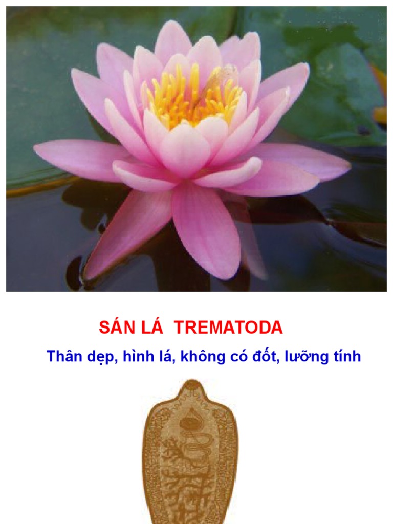 Trematoda | PDF