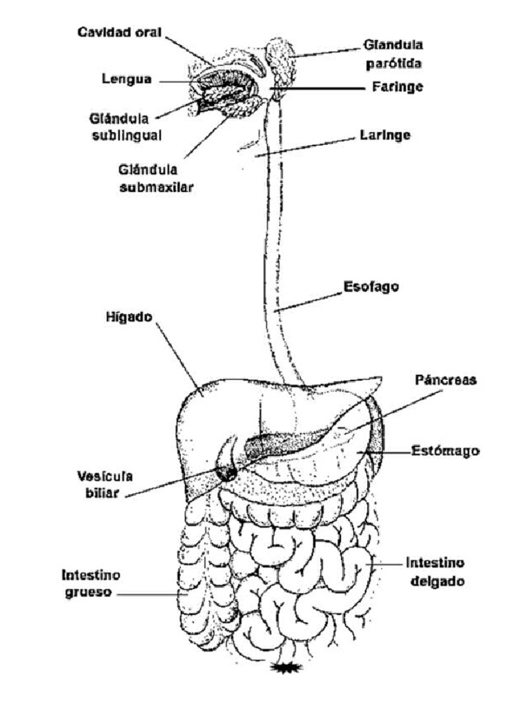 Aparato Digestivo Coloreado | PDF