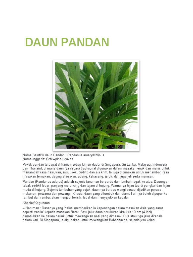 Khasiat dan Kegunaan Daun Pandan | PDF