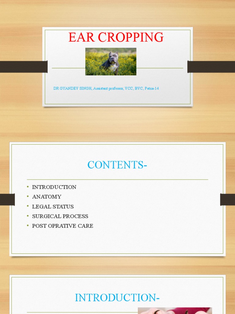 Ear Cropping: Procedure and Care Guide | PDF