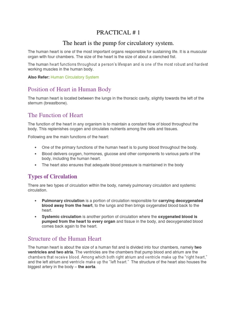 Heart Function and Circulation Overview | PDF