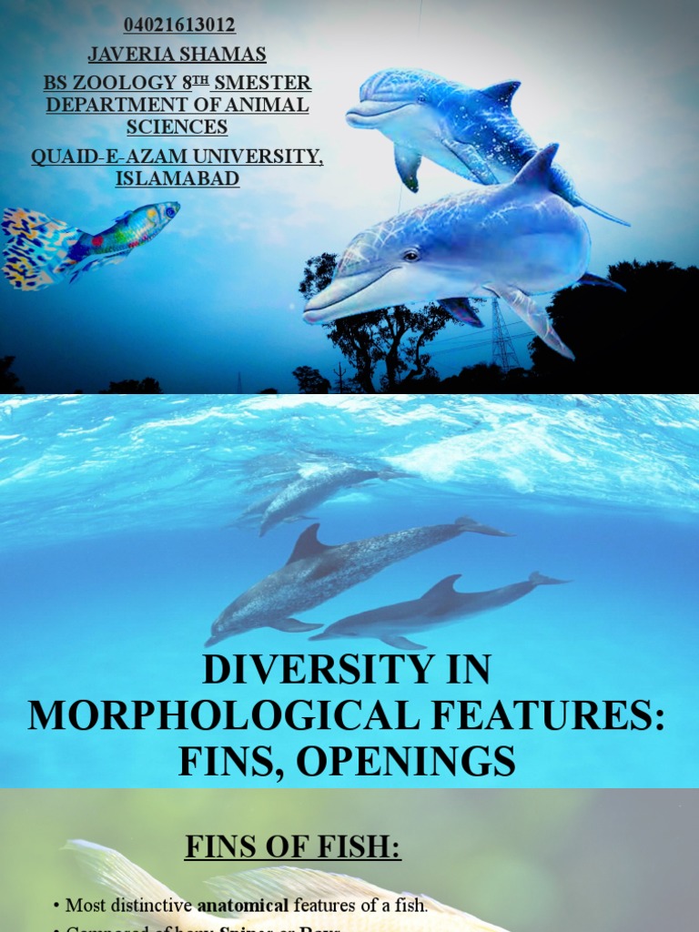Fish Diversity | PDF | Fish | Aquatic Animals