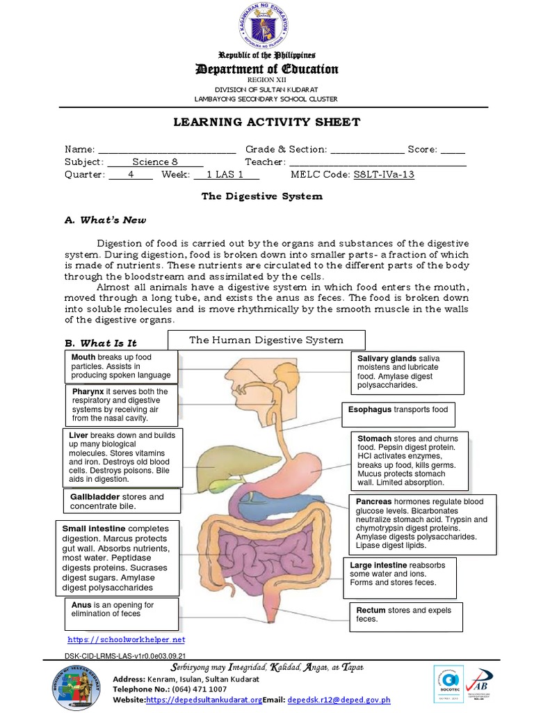 Science Q4 W1 LAS 1 - EDON | PDF | Digestion | Human Digestive System