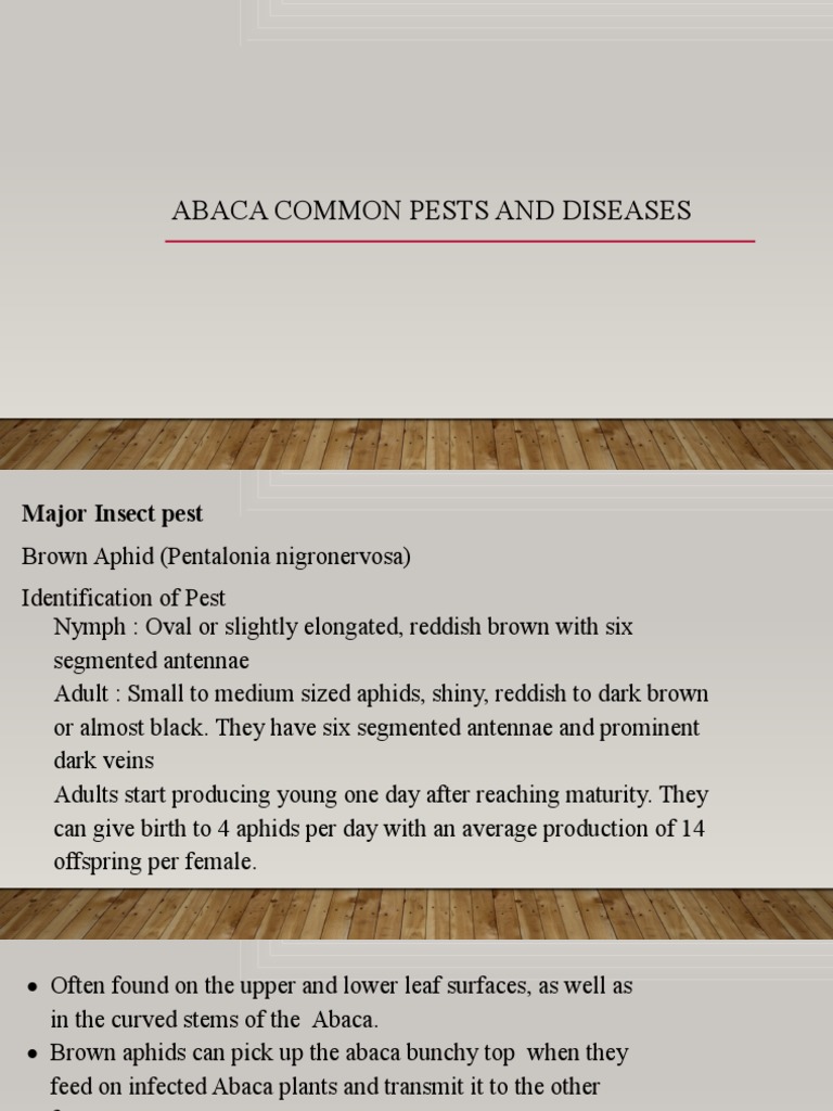 Abaca Common Pest and Diseases | PDF | Leaf | Pest (Organism)