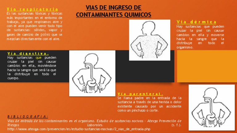 Identifica Las Vías de Ingreso de Contaminantes Químicos Al Organismo | PDF