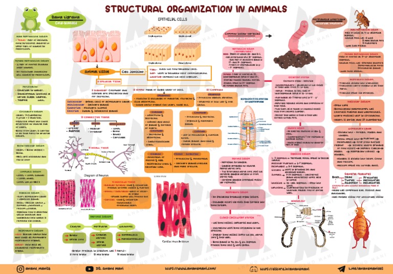 A7 Structural Organization in Animals Min | PDF | Epithelium | Human Body