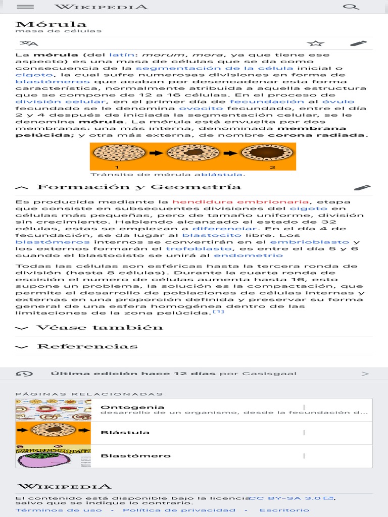 Mórula - Wikipedia, La Enciclopedia Libre | PDF