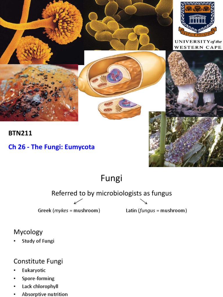 CH 26 - The Fungi | PDF | Fungus | Spore