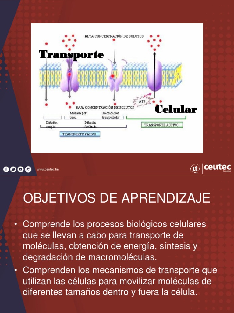 Mecanismos de Transporte Celular | PDF | Bicapa lipídica | Transducción ...