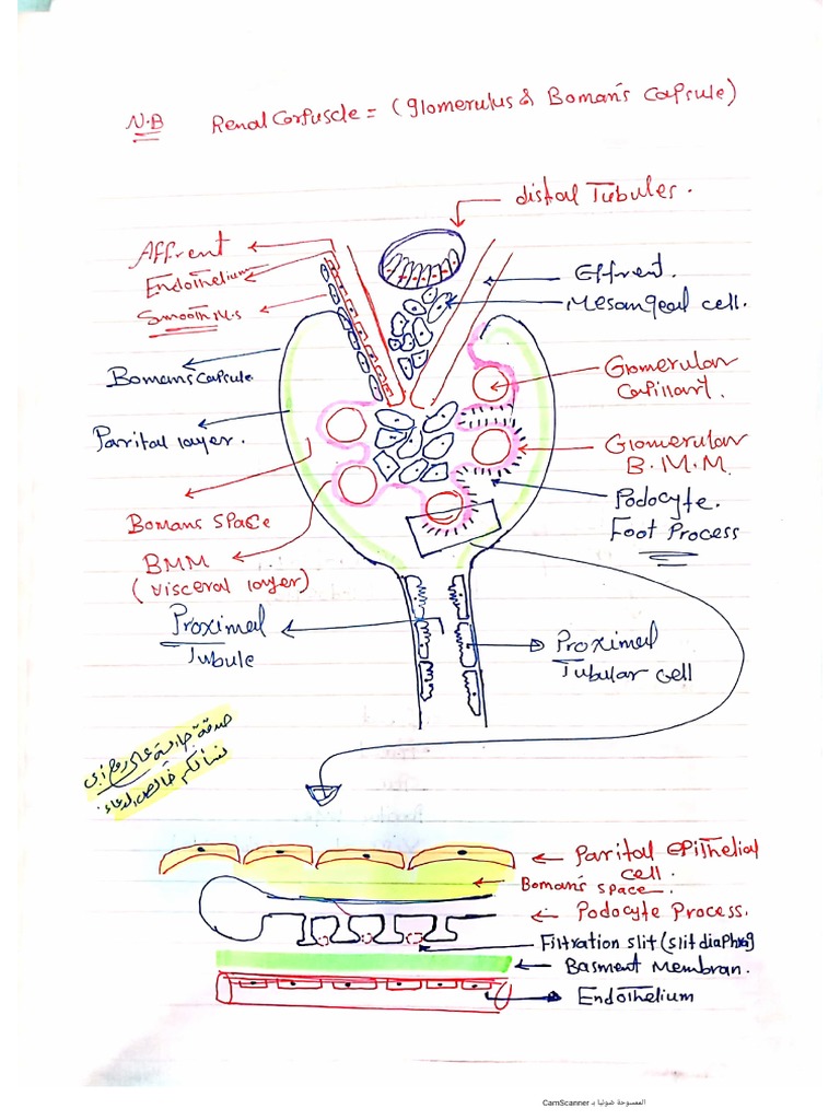Nephrology Hand Written Notes | PDF