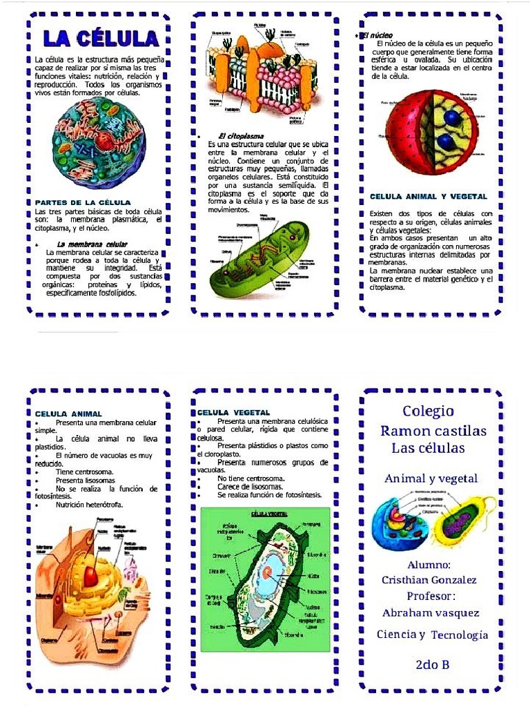 Triptico de Las Células | PDF