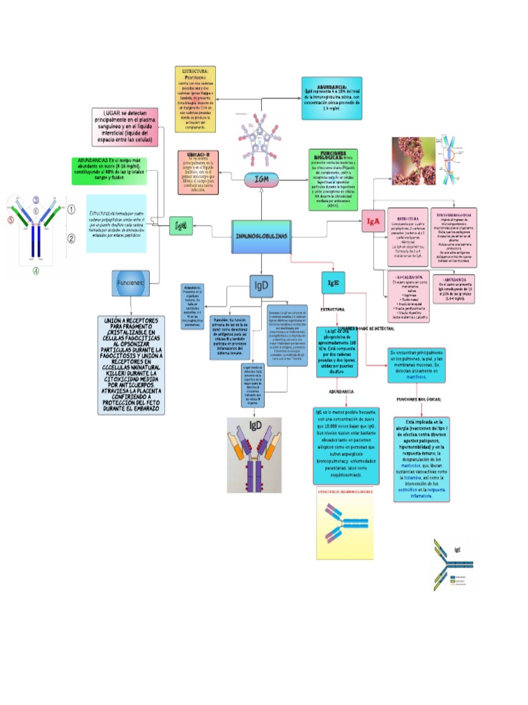 Mapa Conceptual Inmunoglobulinas Edgar A 2h3 | PDF