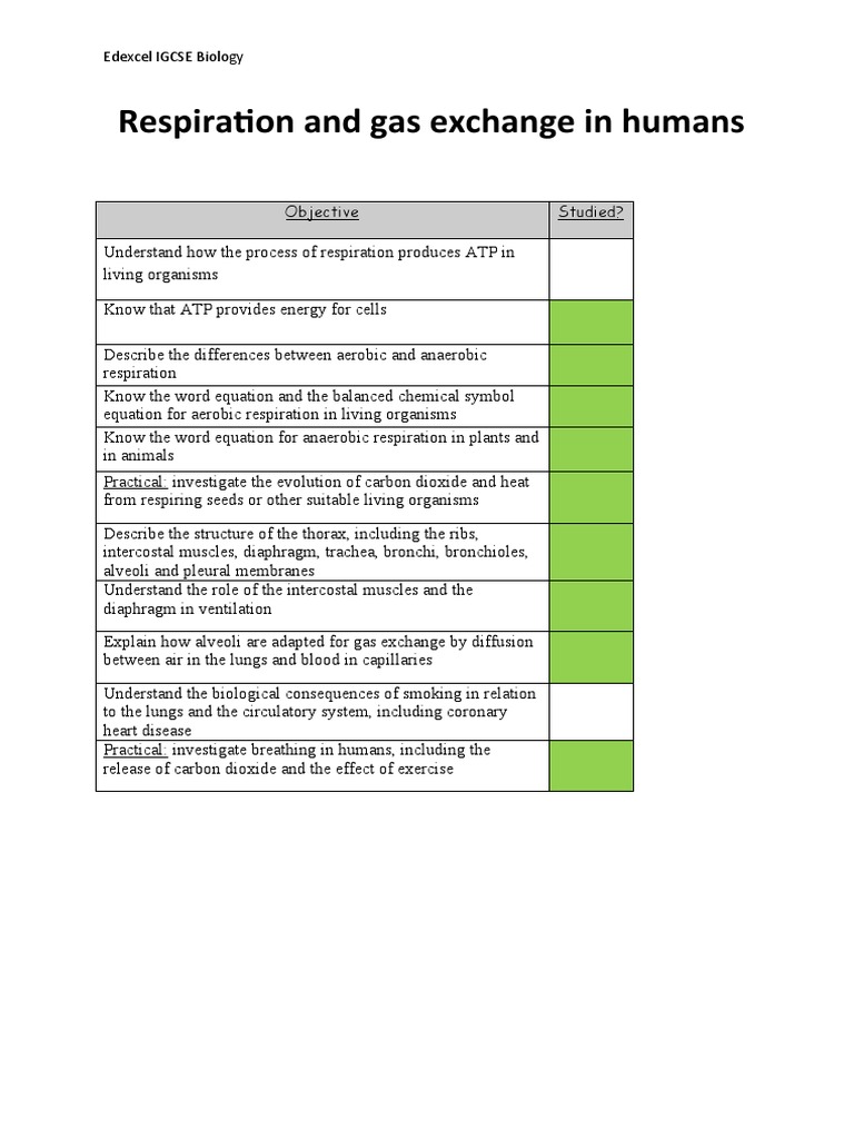 Respiration and Gas Exchange in Humans | PDF