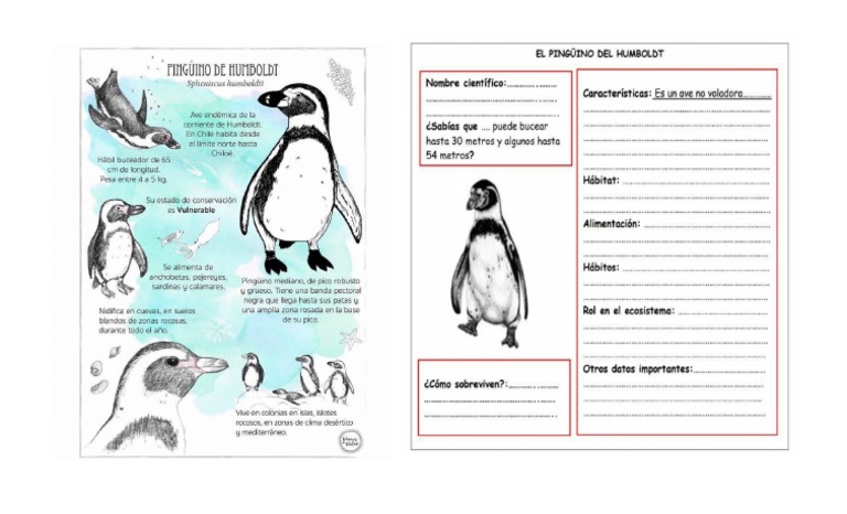 Ficha Pinguino | PDF