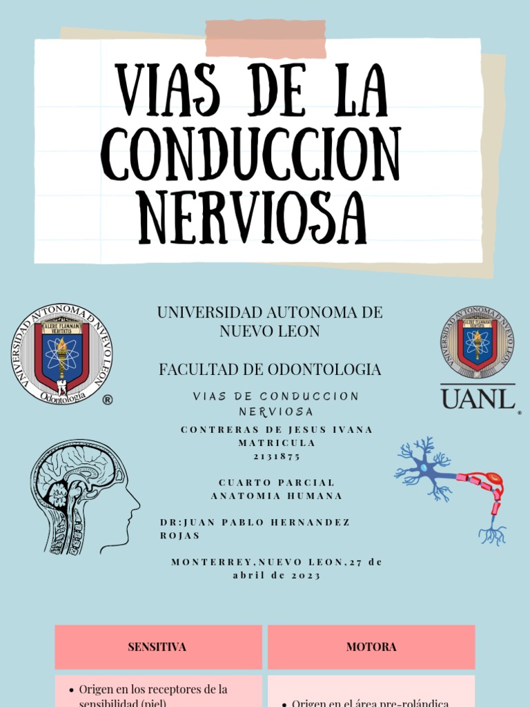 Vias de La Conduccion Nerviosa | PDF