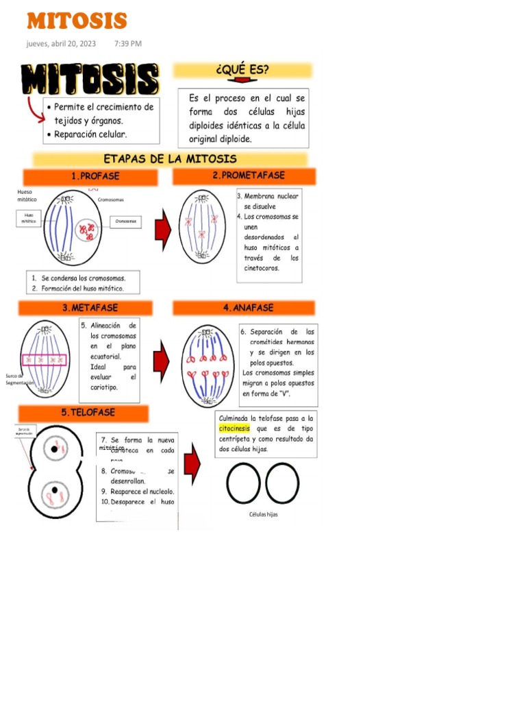 MITOSIS | PDF