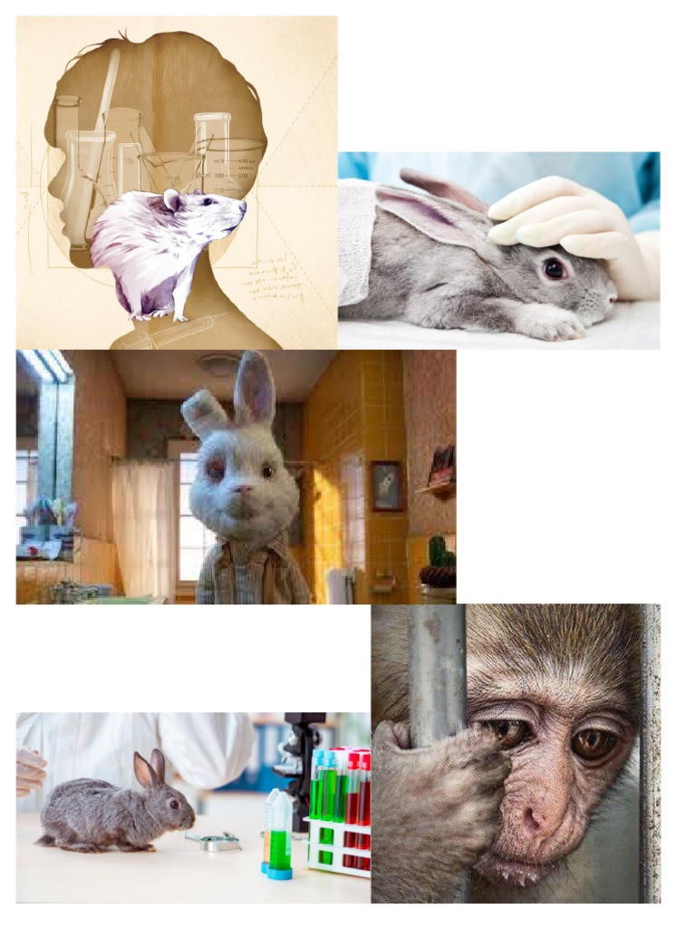 Experimentacion Animal | PDF
