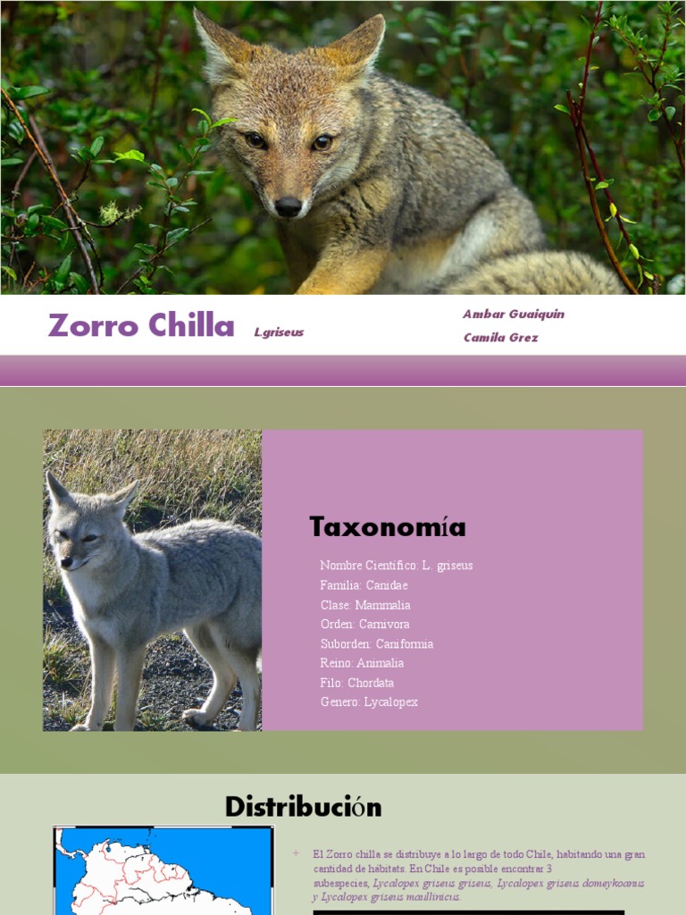 Características del Zorro Chilla en Chile | PDF
