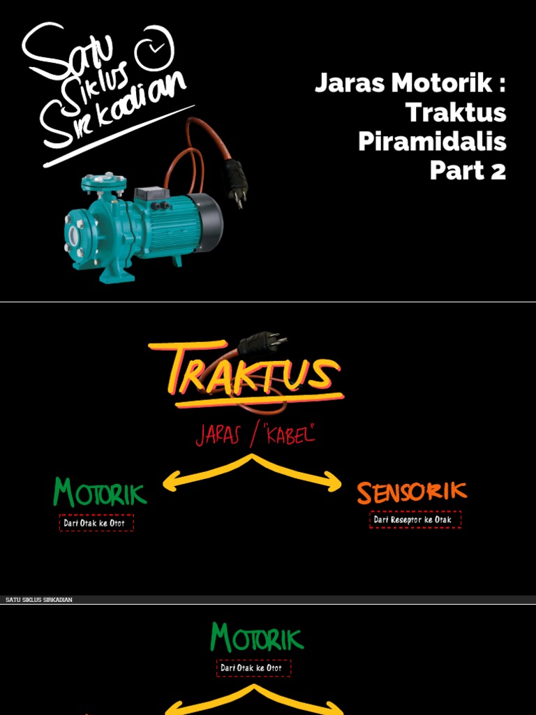 Jaras Motorik - Traktus Piramidalis Part 2 [Satu Siklus Sirkadian] | PDF