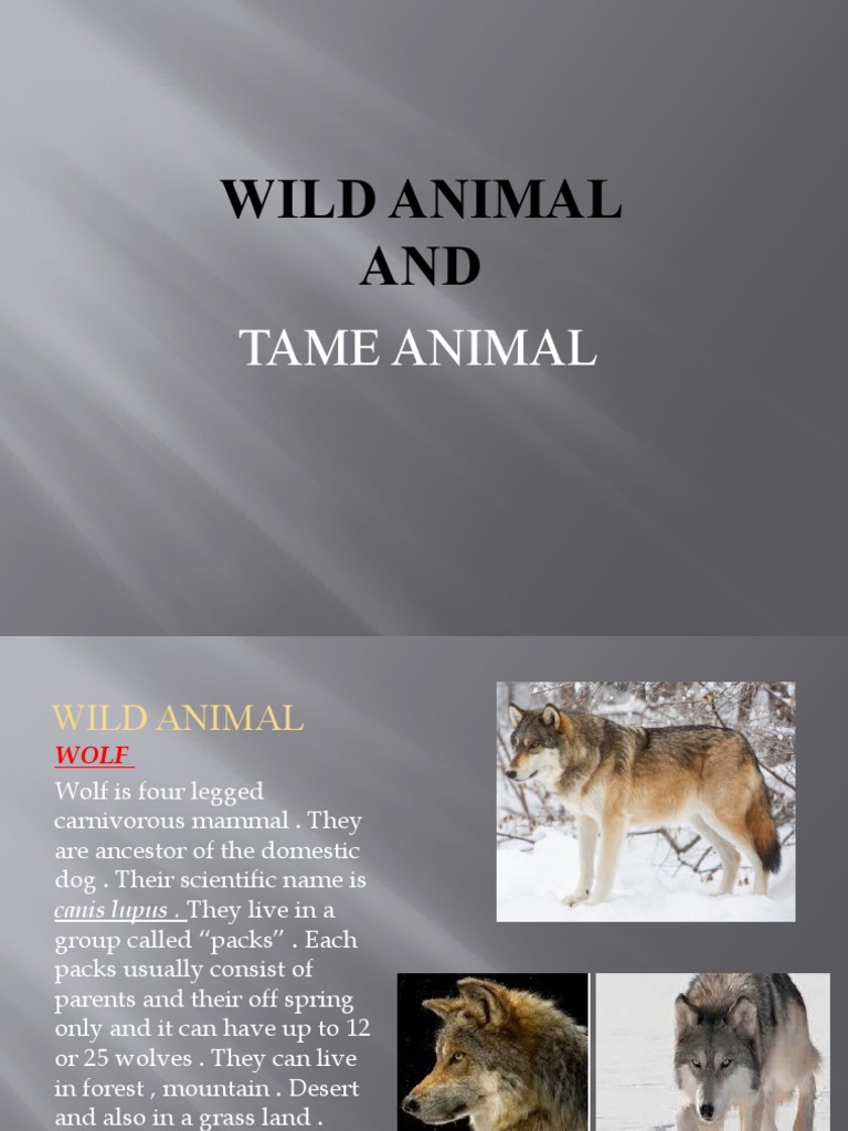 WILD ANIMAL and TAME ANIMAL | PDF