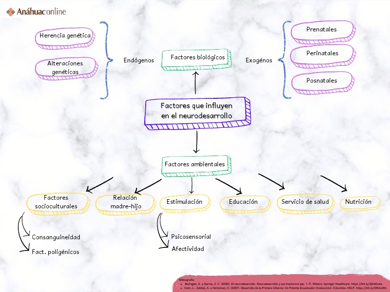 Factores Que Influyen en El Neurodesarrollo. | PDF