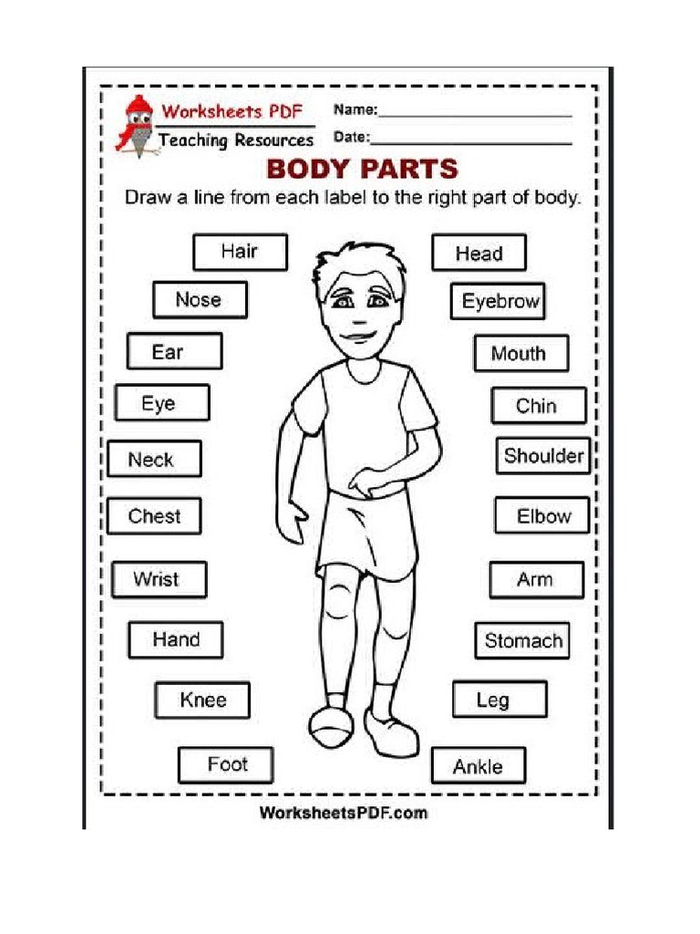 Parts of Body | PDF