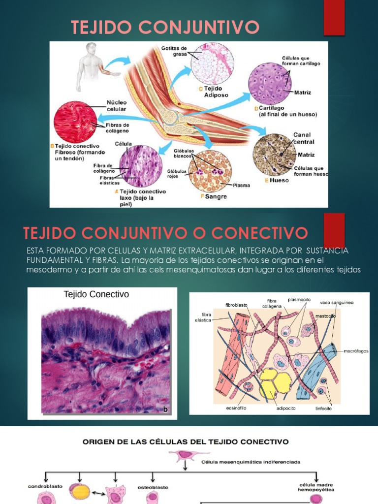 TEJIDO CONECTIVO 2023 | PDF
