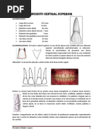 Anatomía del Incisivo Central Inferior | PDF | Anatomia dental | Diente