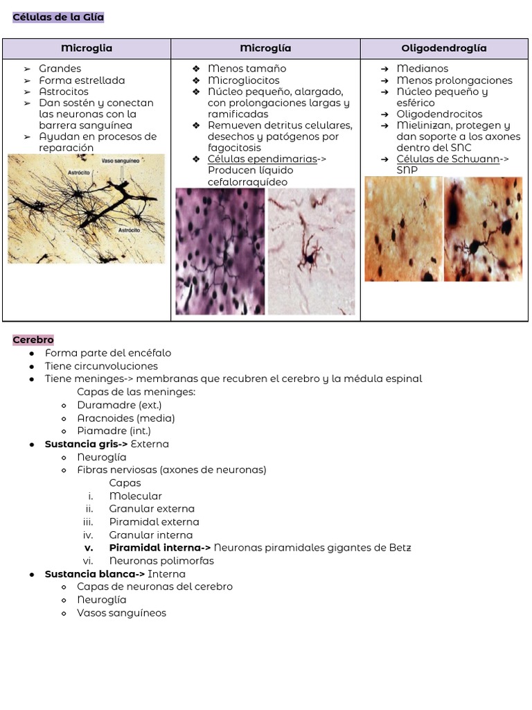 Guía de Imagenes 2 - Histo | PDF