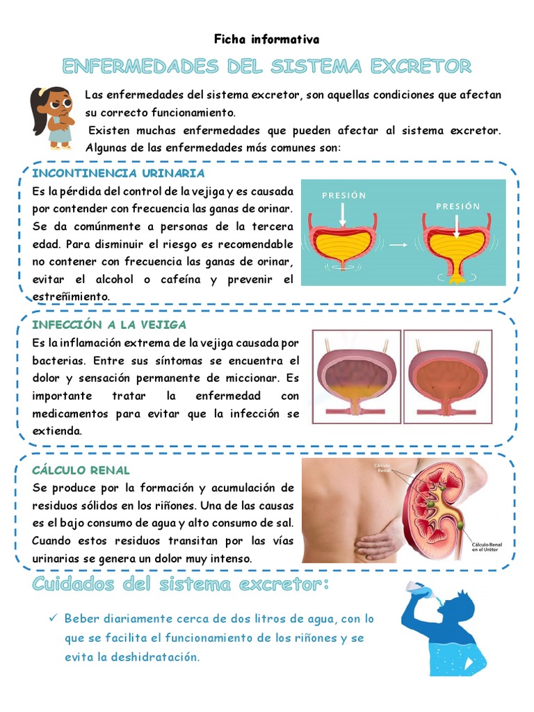 Ficha Informativa Sistema Excretor | PDF | Sistema urinario | Vejiga urinaria