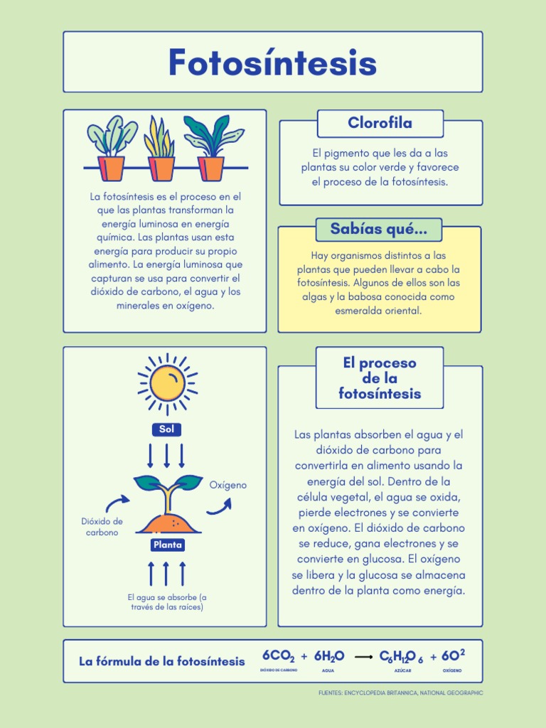 Verde y Azul Líneas Fotosíntesis Biología Hoja de Trabajo | PDF ...