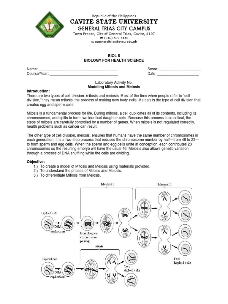 Mitosis and Meiosis Lab Activity | PDF | Meiosis | Mitosis