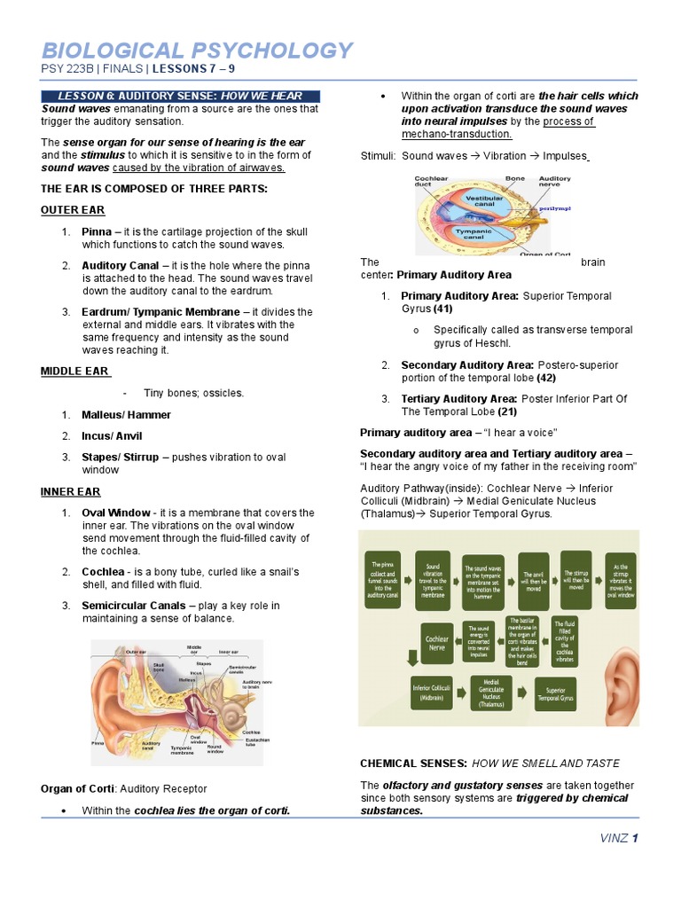 Auditory, Olfactory, and Gustatory Senses | PDF