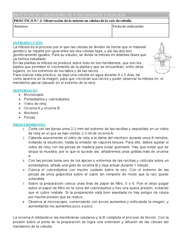 Guión Alumnos Practica 2 4 ESO Observación Mitosis Raíz Cebolla | PDF | Raíz | Biología Celular)