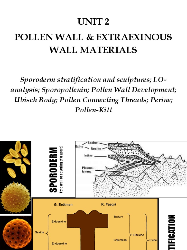 Pollen Wall - ExtraexinousWallMaterials | PDF