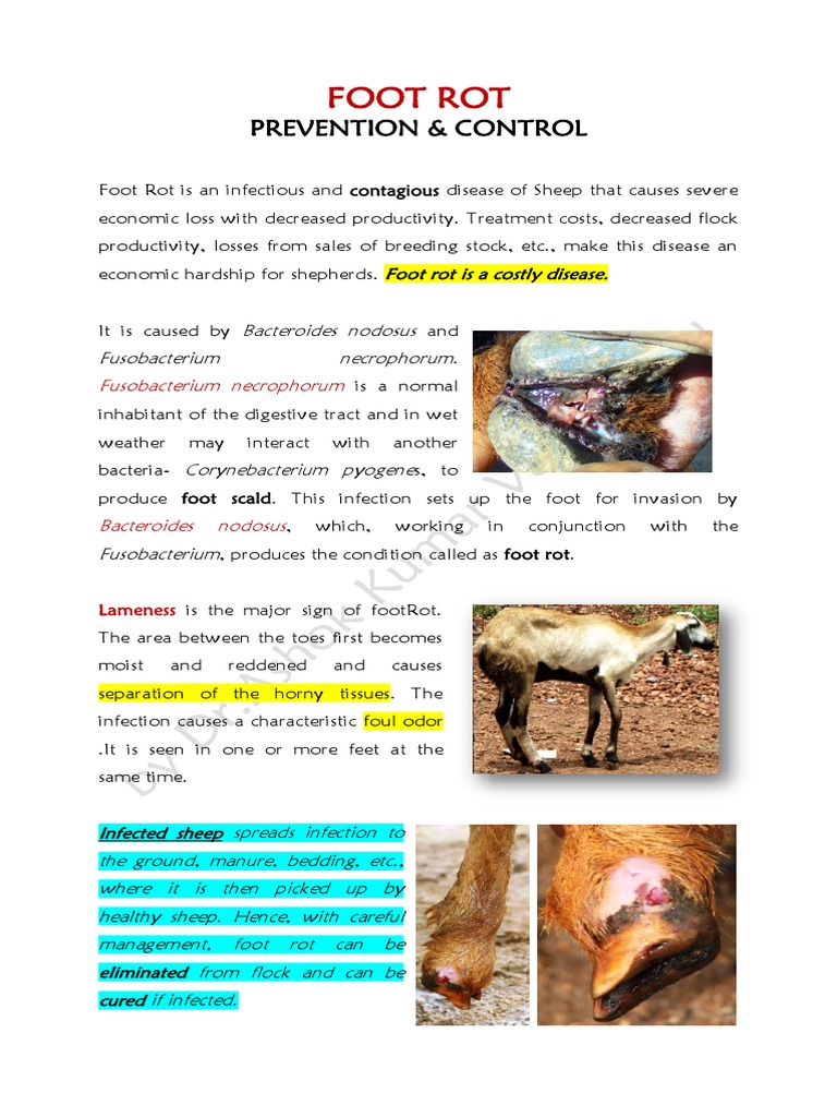 Foot Rot Prevention and Control in Sheep | PDF | Wellness