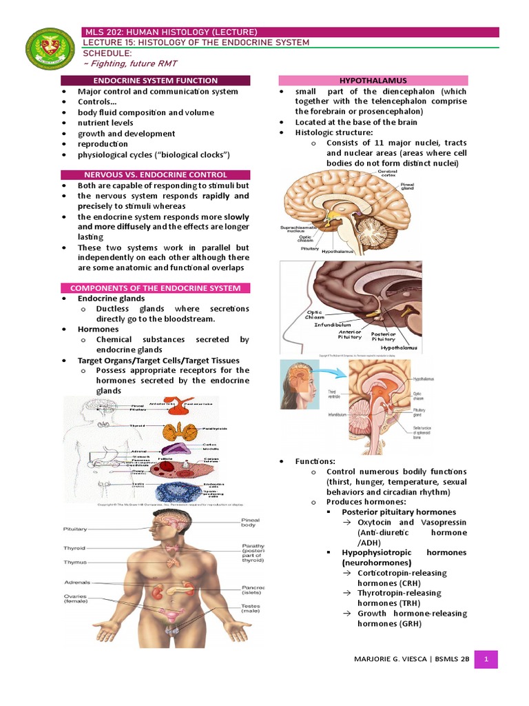 Lesson15 Endocrine | PDF